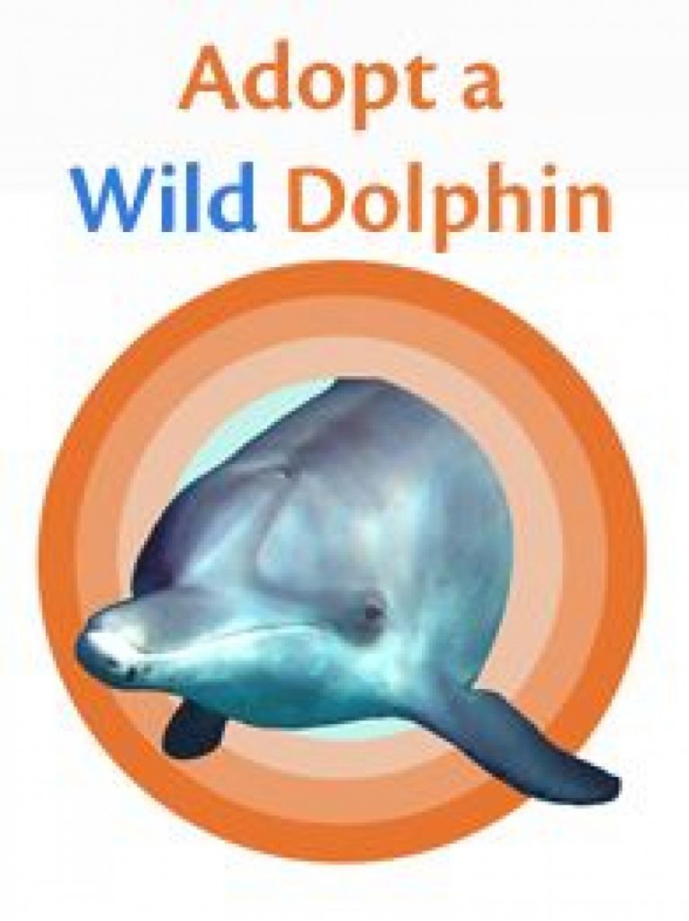 Electronic Adopt-a-Wild-Dolphin Kits are HERE! - Dolphin Communication ...