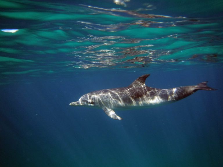 Interns are in the field – yay! – Dolphin Communication Project