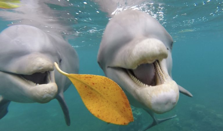 Wednesday Brings Rain, Dolphins & Fiesta! – Dolphin Communication Project