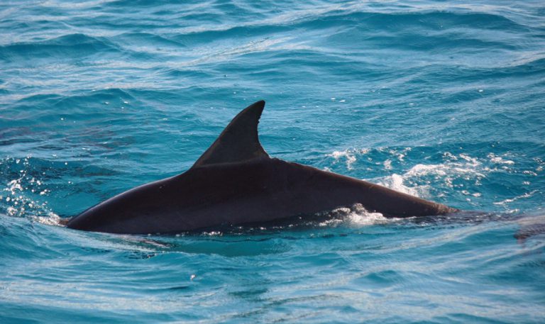 Rocky Seas and Three Bottlenose – Dolphin Communication Project