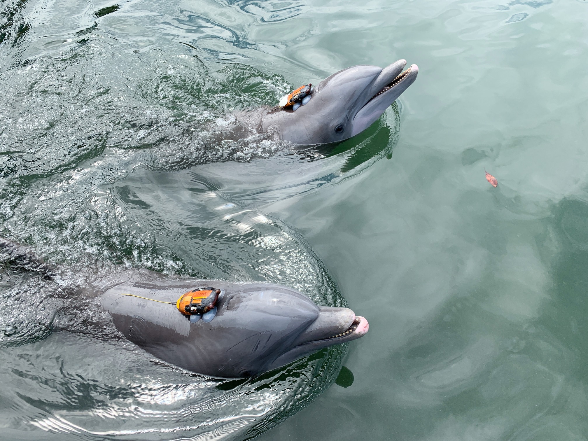 DCP Deep Dive: Human-made noise impacts bottlenose dolphins’ ability to ... DCP Deep Dive: Human-made noise impacts bottlenose dolphins’ ability to ...