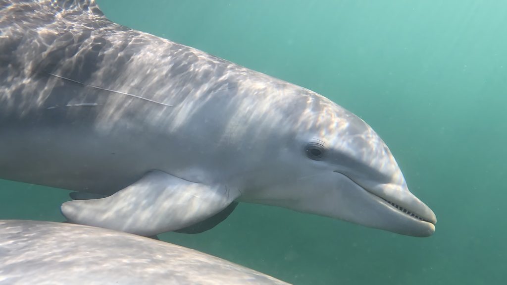 Georgie and the Bats! – Dolphin Communication Project