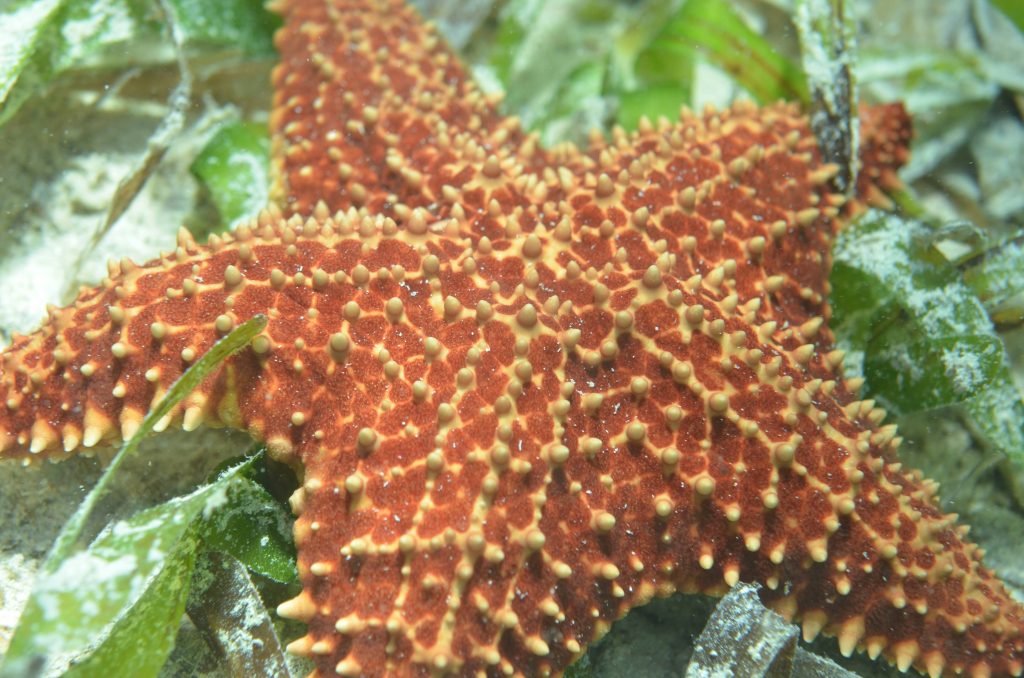 Shipwrecks, Sea Stars, Stingrays, and a Shark – Dolphin Communication ...