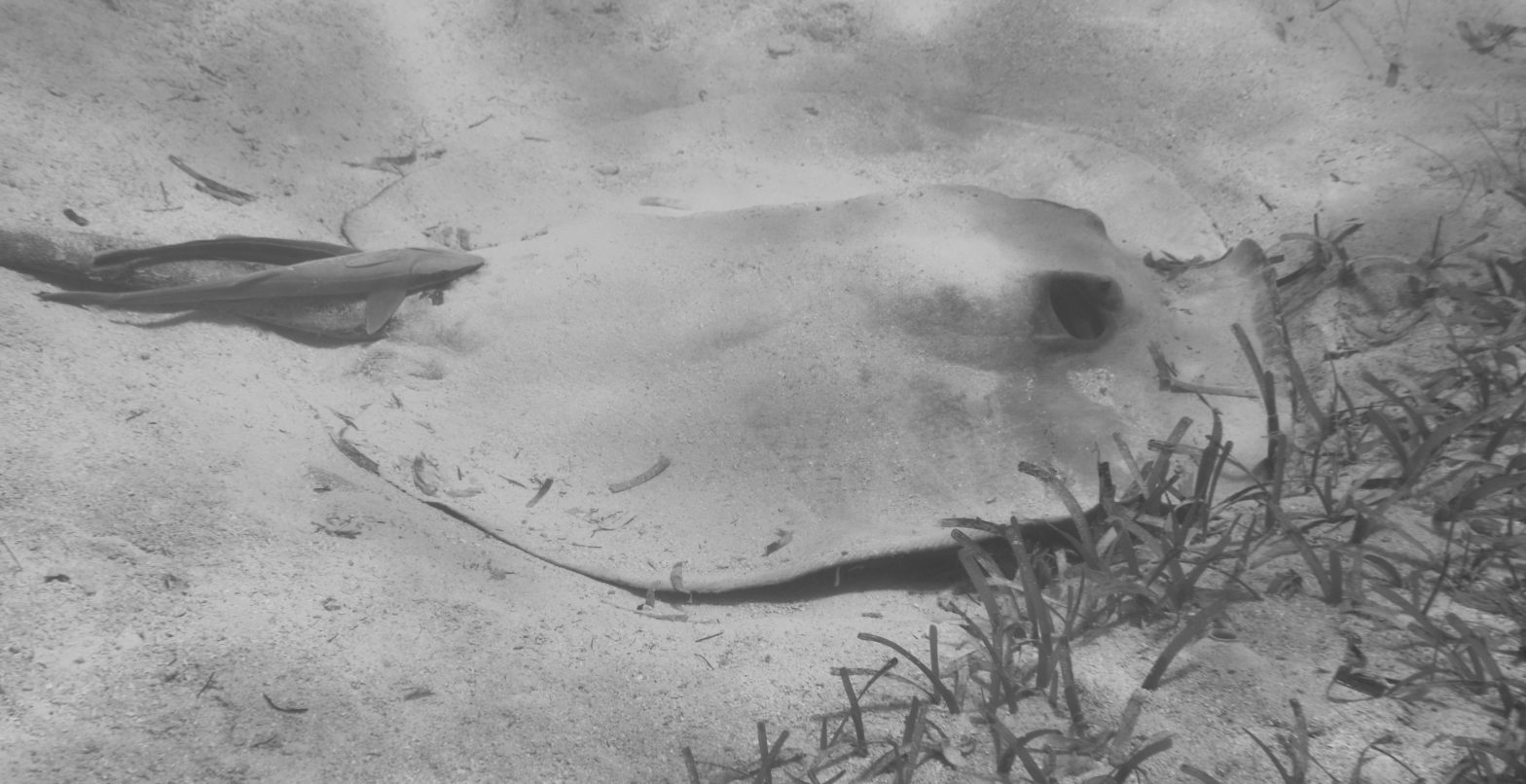 Shipwrecks, Sea Stars, Stingrays, and a Shark – Dolphin Communication ...