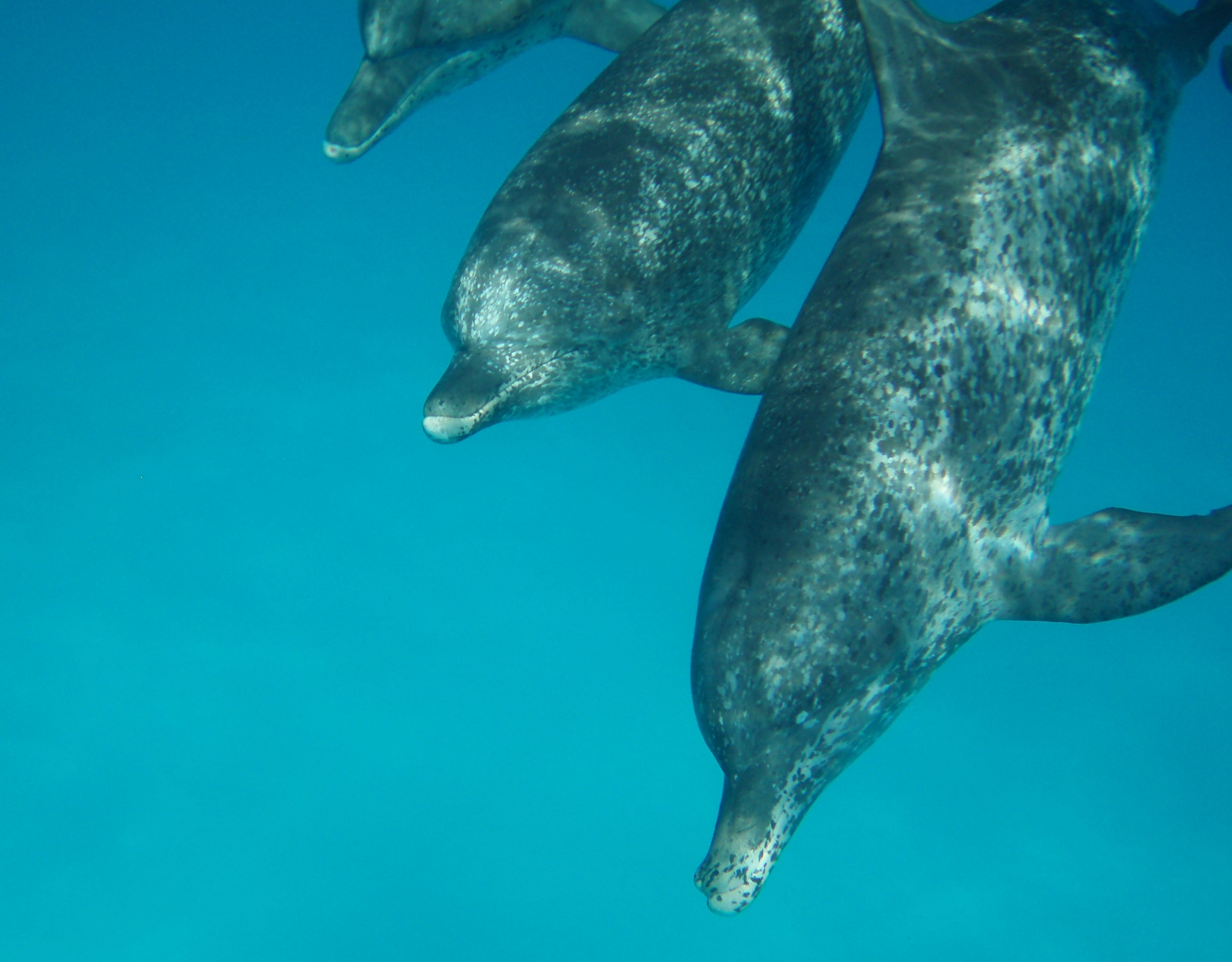 Two New Publications! - Dolphin Communication Project