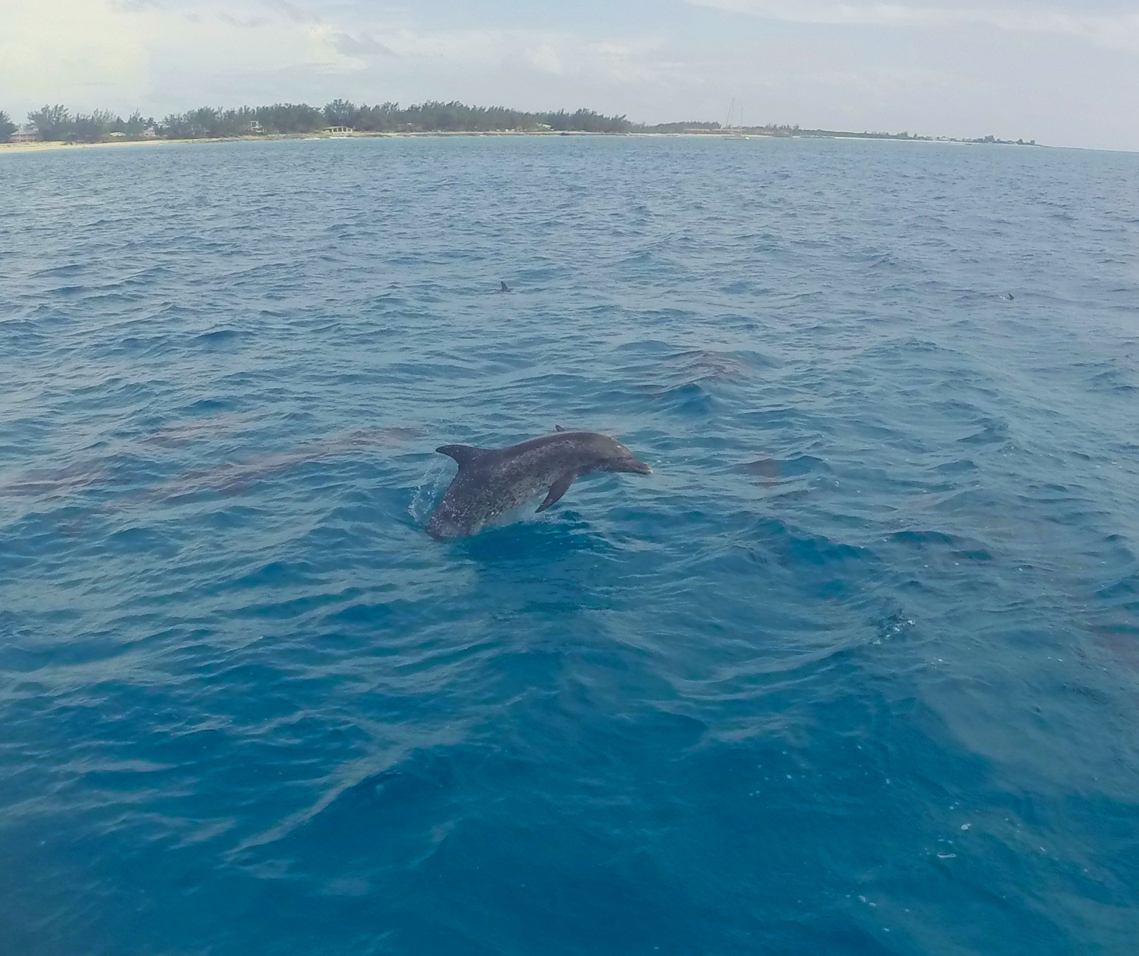 Deep Dive Webinar, Wednesday 30th, 7p EST – Dolphin Communication Project