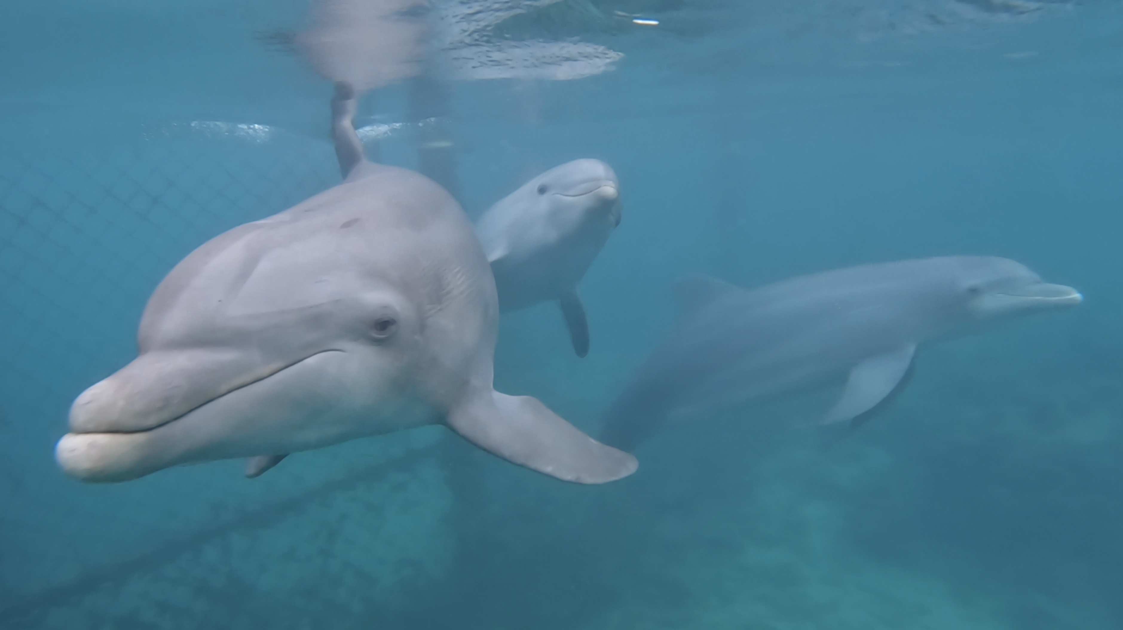 Underwater Fun! - Dolphin Communication Project