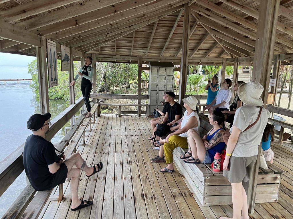 Dolphins! – Dolphin Communication Project