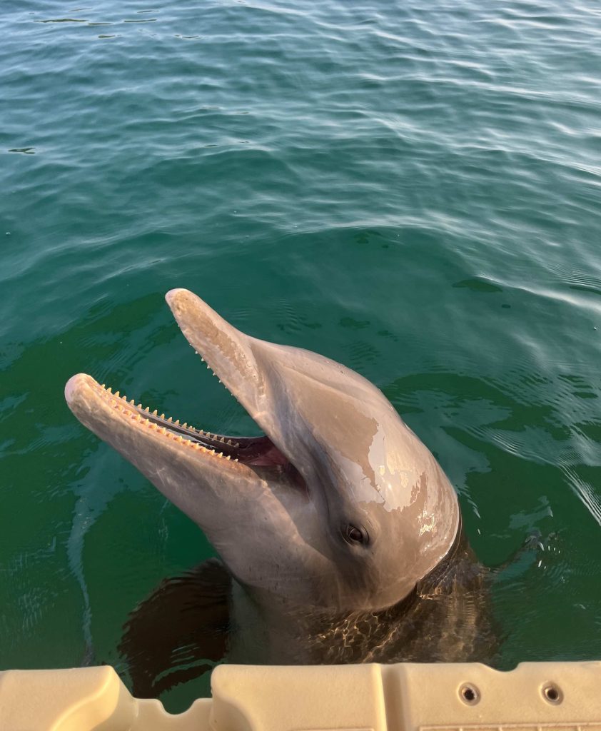 Change-over Day! – Dolphin Communication Project