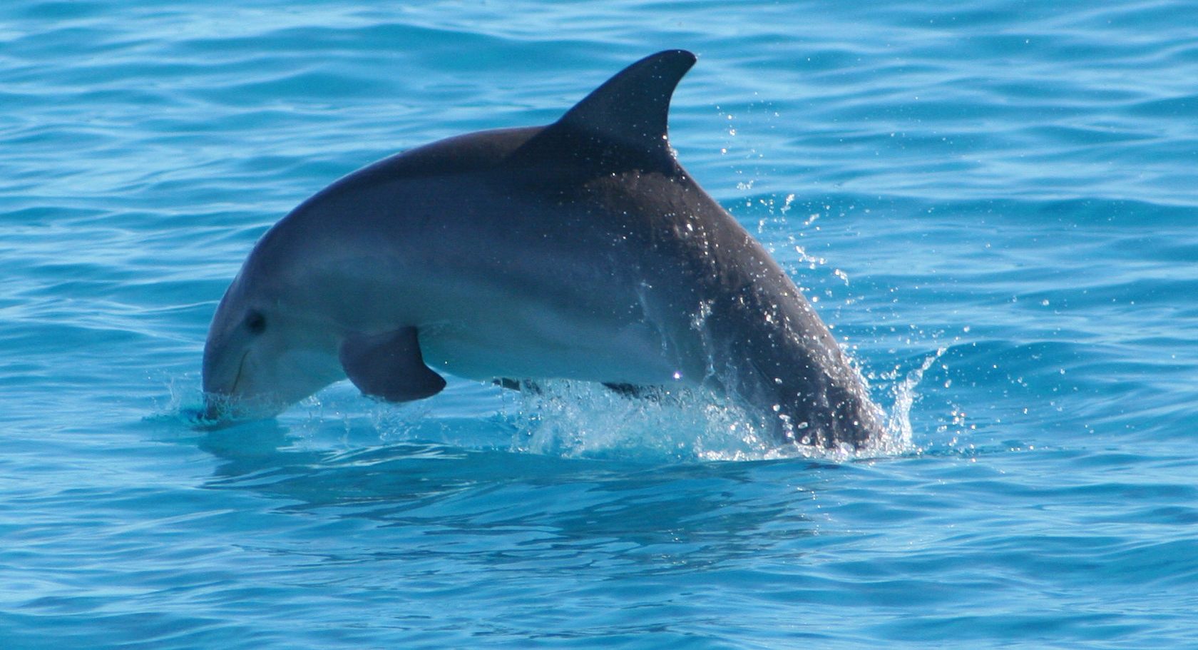 Kids Science Activities - Dolphin Communication Project