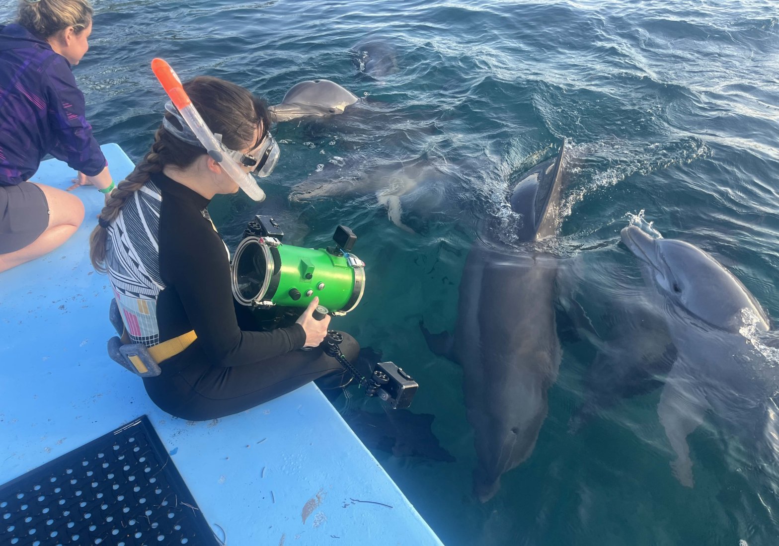 Shaking Things Up! – Dolphin Communication Project