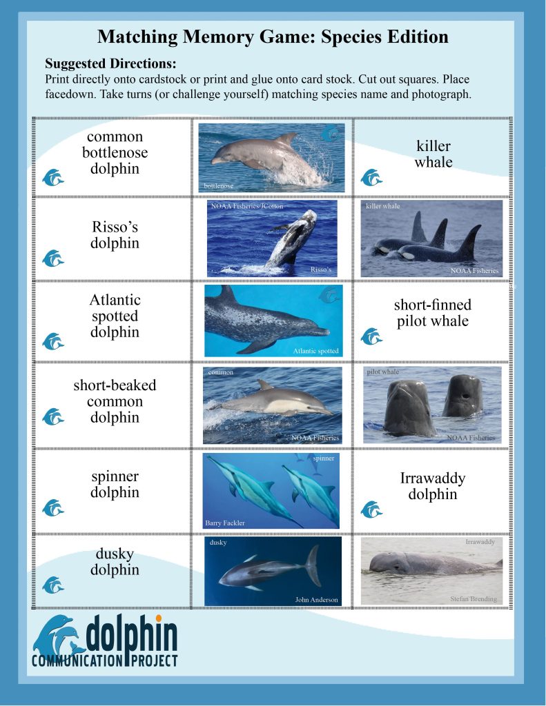 Memory: Species Edition – Dolphin Communication Project
