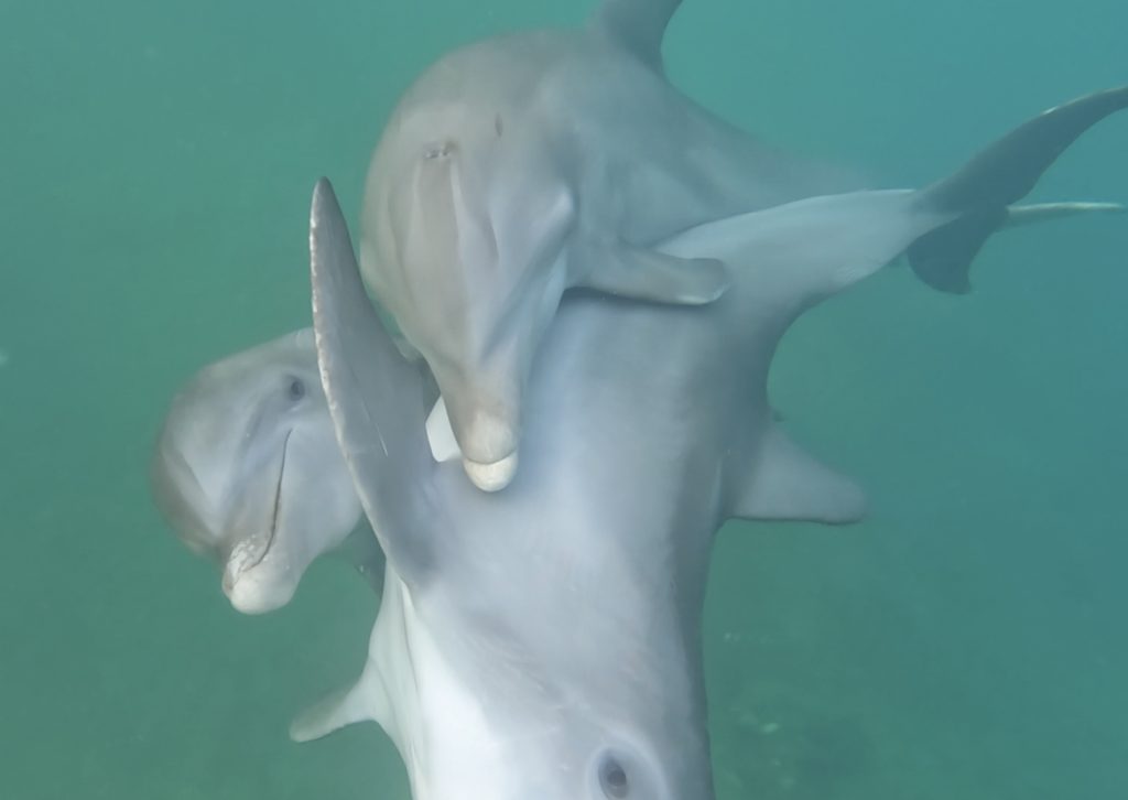 Friday the 13th! Happy B-day Bailey! – Dolphin Communication Project