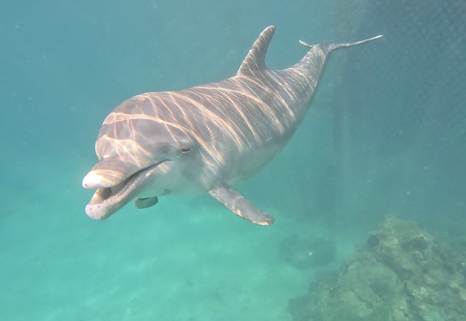 Double Dolphin Dare – Dolphin Communication Project