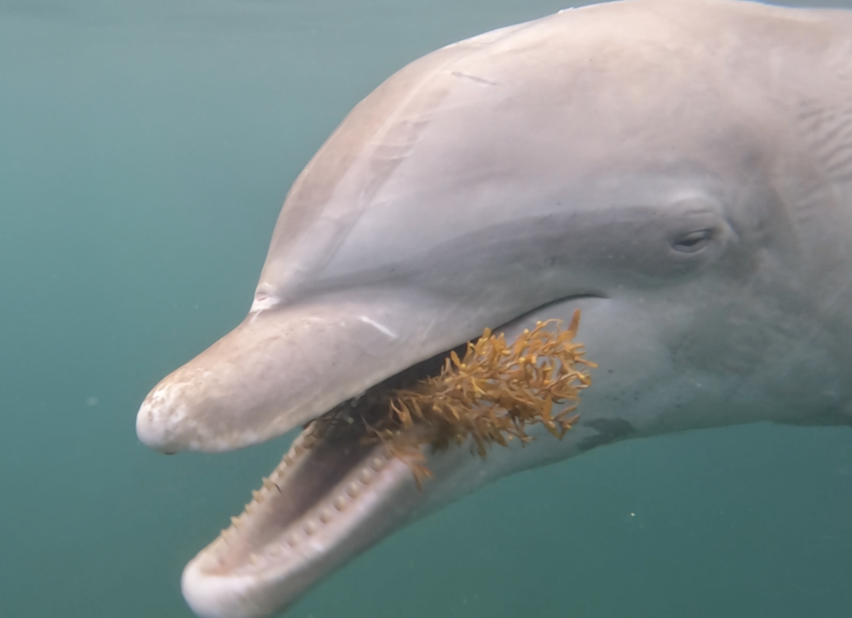 Improving Underwater Visibility - Dolphin Communication Project