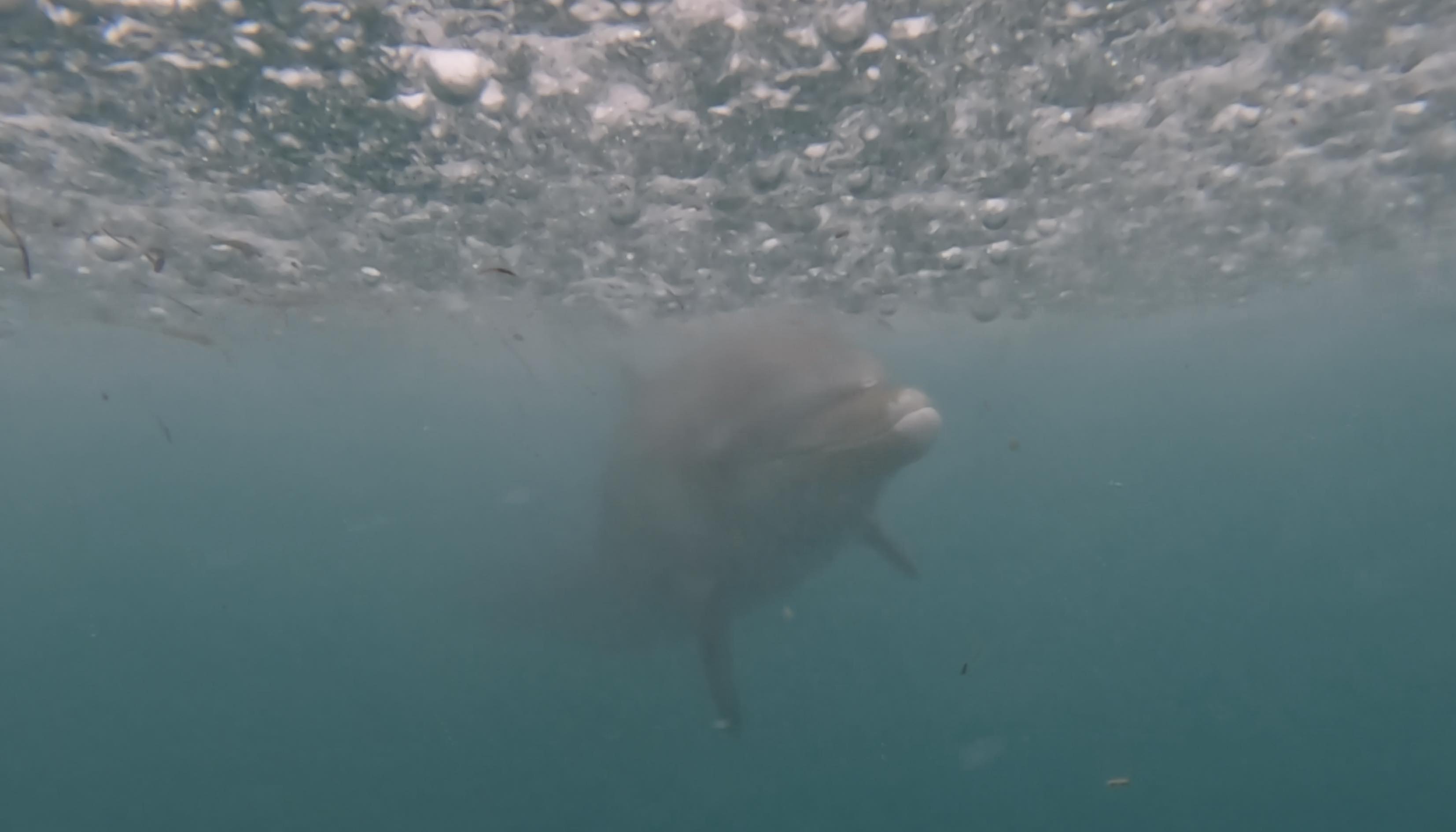 A Deluge of Rain!! - Dolphin Communication Project