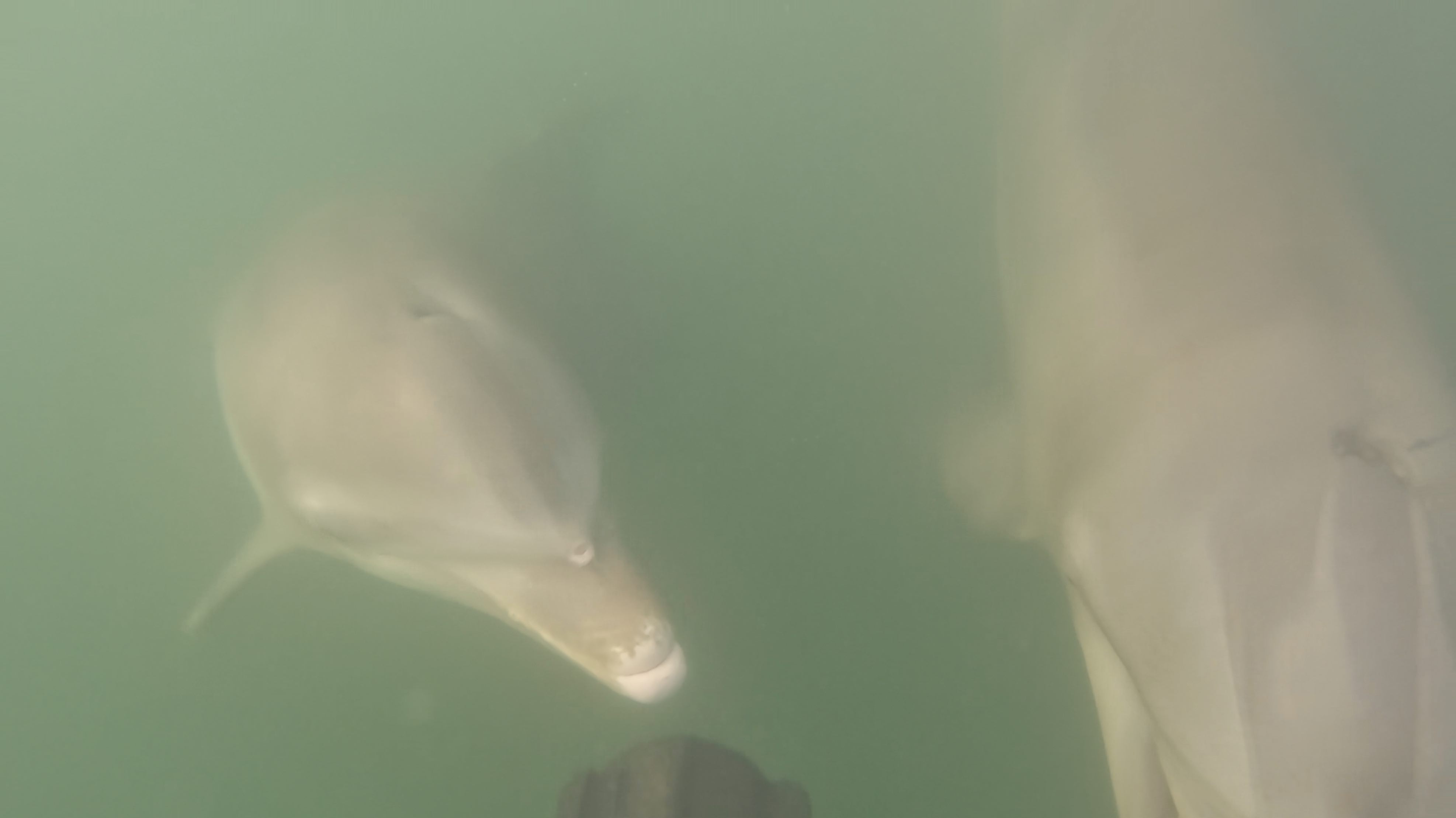 Mac is Back!! - Dolphin Communication Project