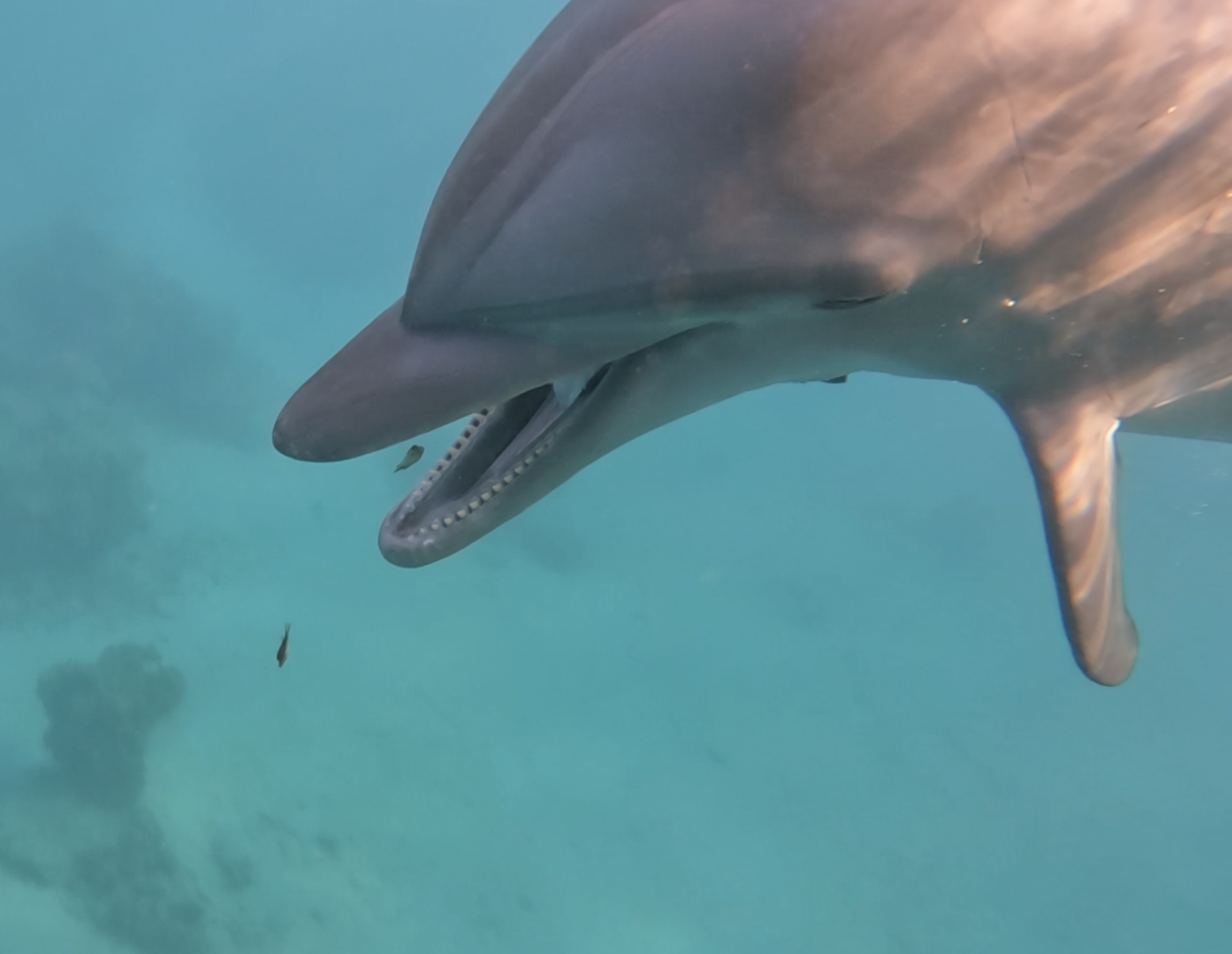 Fun in the Sun! - Dolphin Communication Project