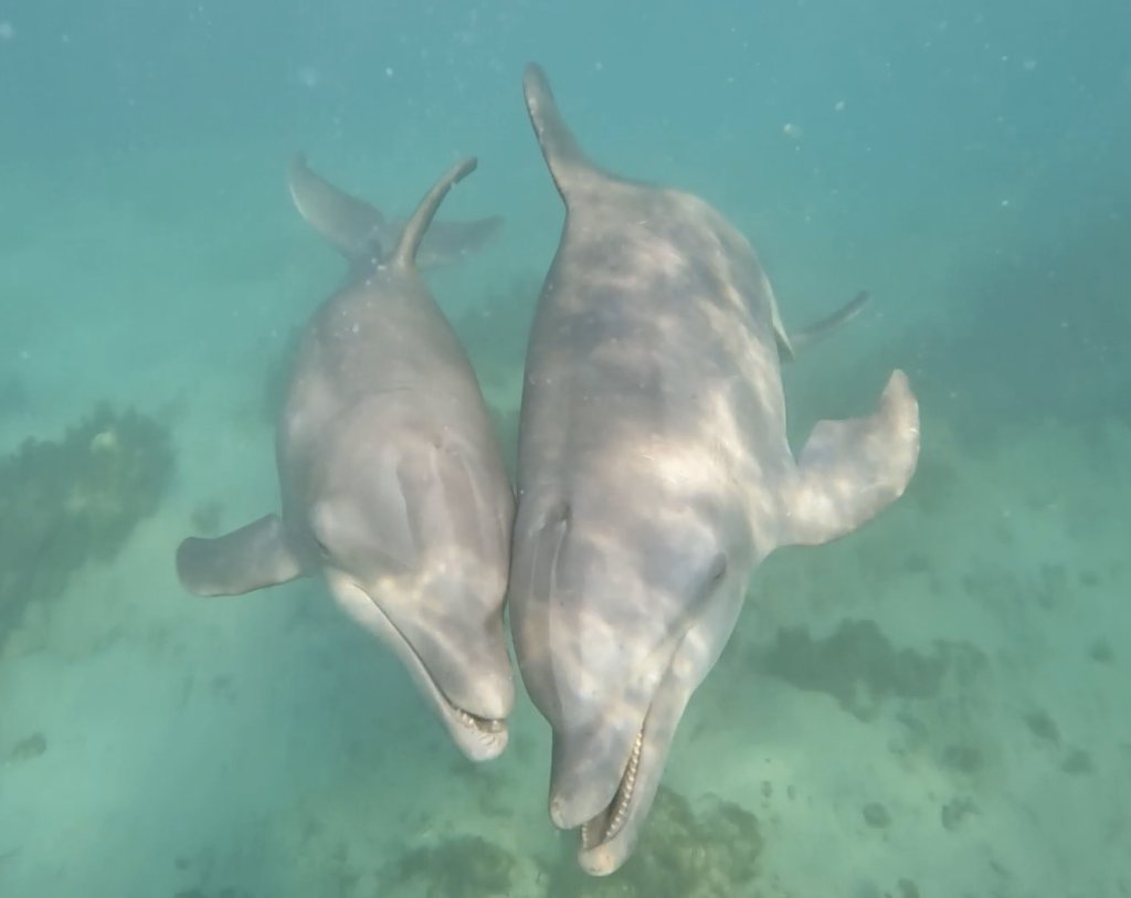 Ecotour Yields to Field Course(s) – Dolphin Communication Project