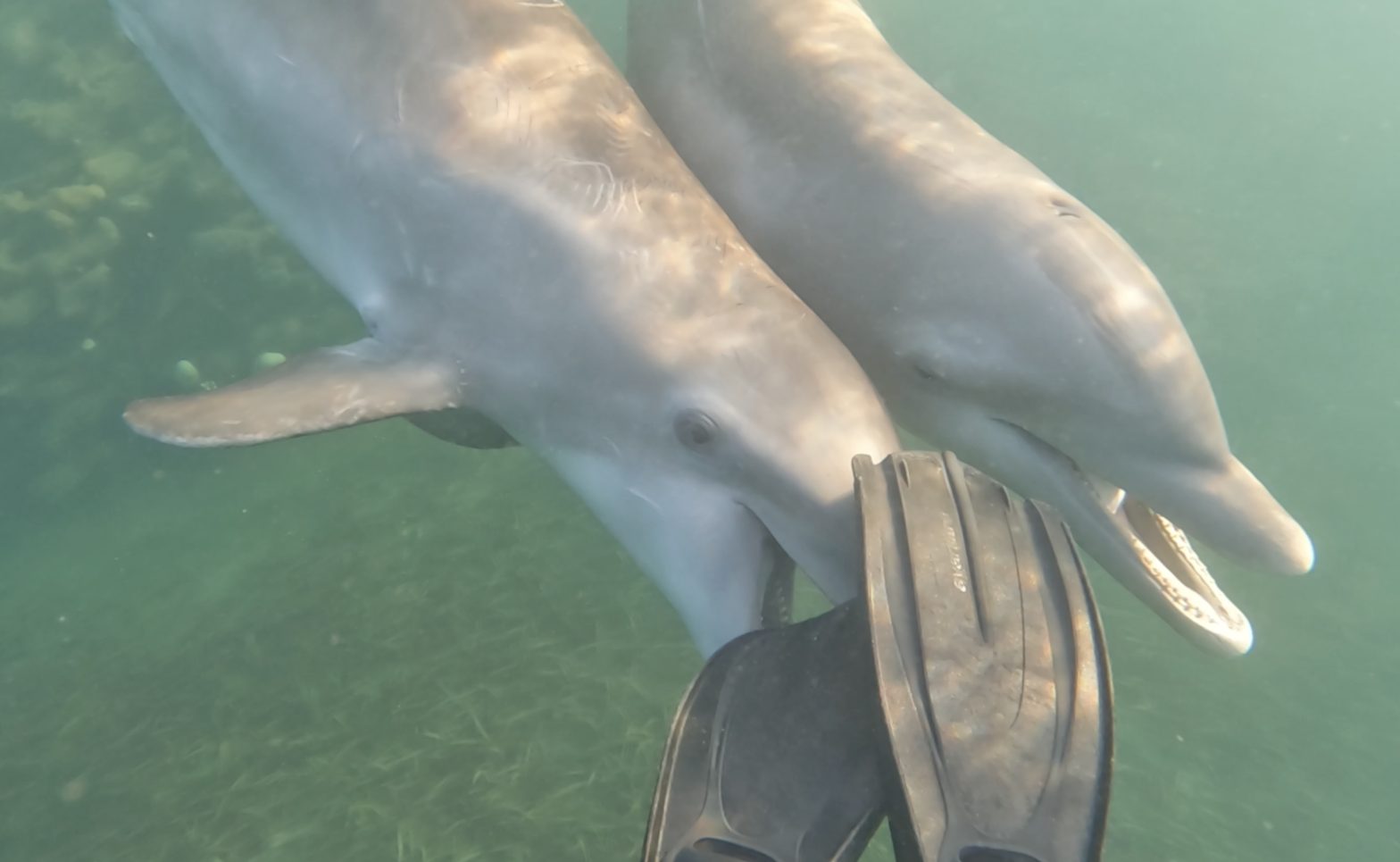 Friday the 13th! Happy B-day Bailey! – Dolphin Communication Project