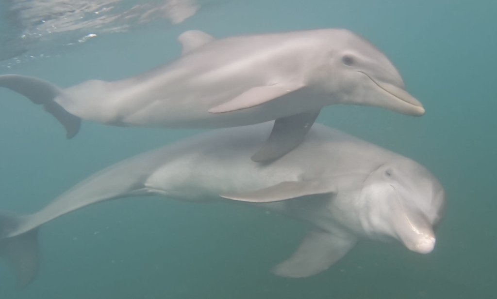 Improving Underwater Visibility – Dolphin Communication Project