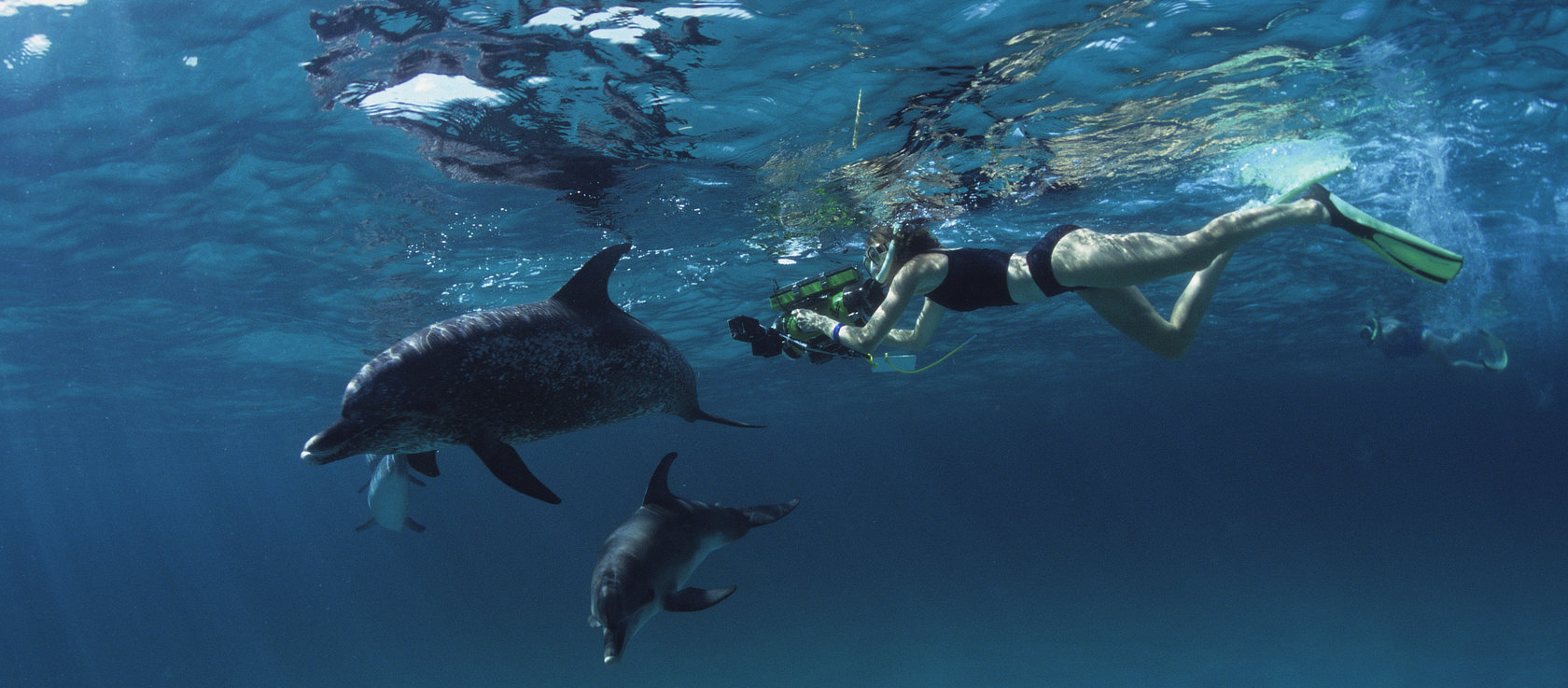 Our Team - Dolphin Communication Project