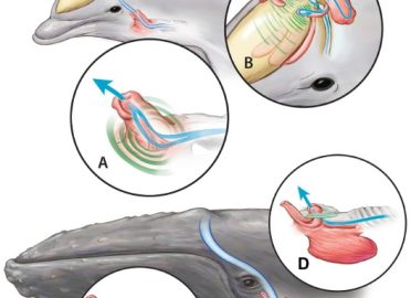 Dolphin Communication Project