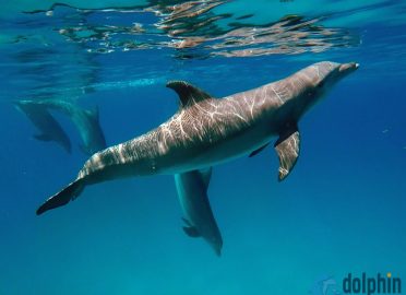 Dolphin Communication Project