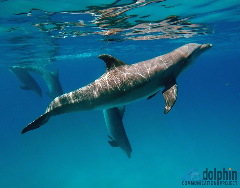 New pub on bottlenose off Bimini – Dolphin Communication Project
