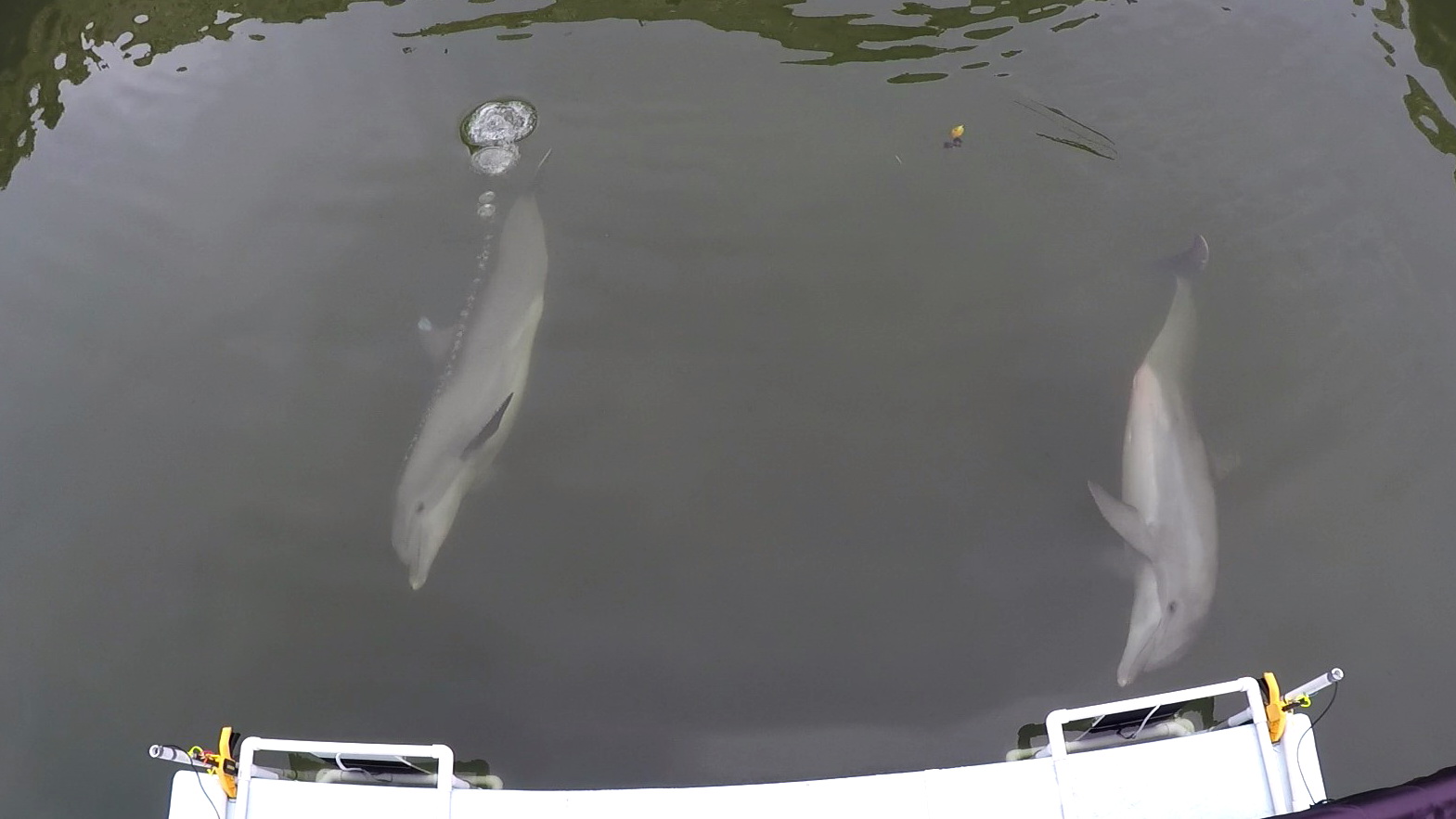 Deep Dive: Exploring the Dolphin Mind – Dolphin Communication Project