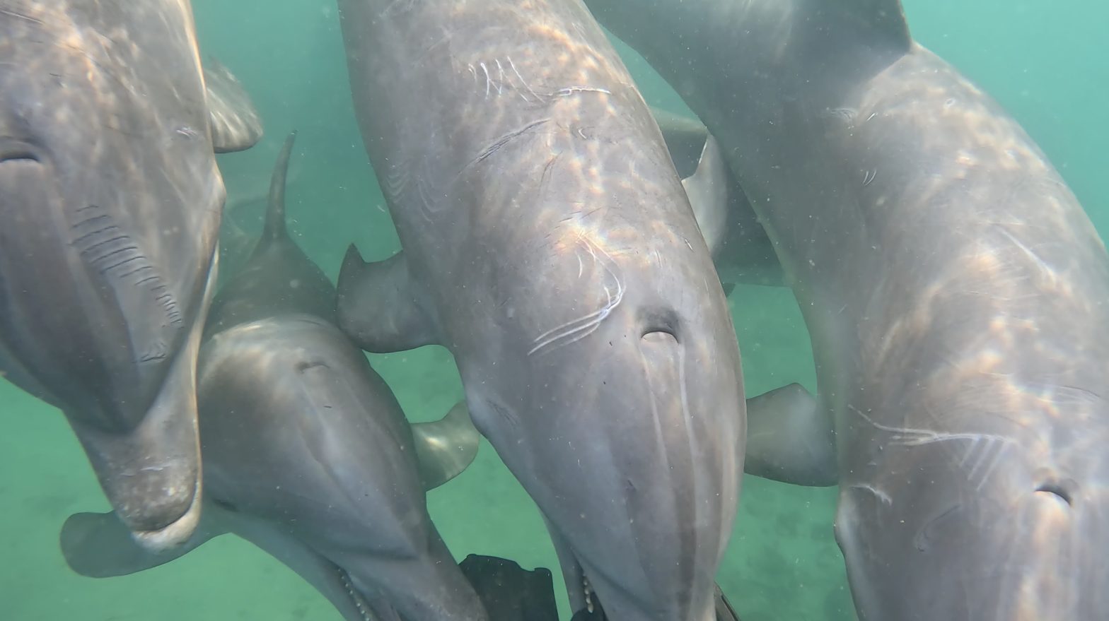 Tug-o-war?? – Dolphin Communication Project