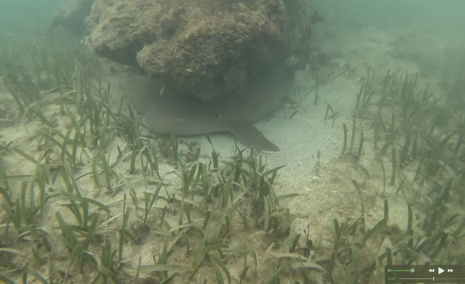 Dolphins, Shark, Rain (LOTS of rain) – Dolphin Communication Project