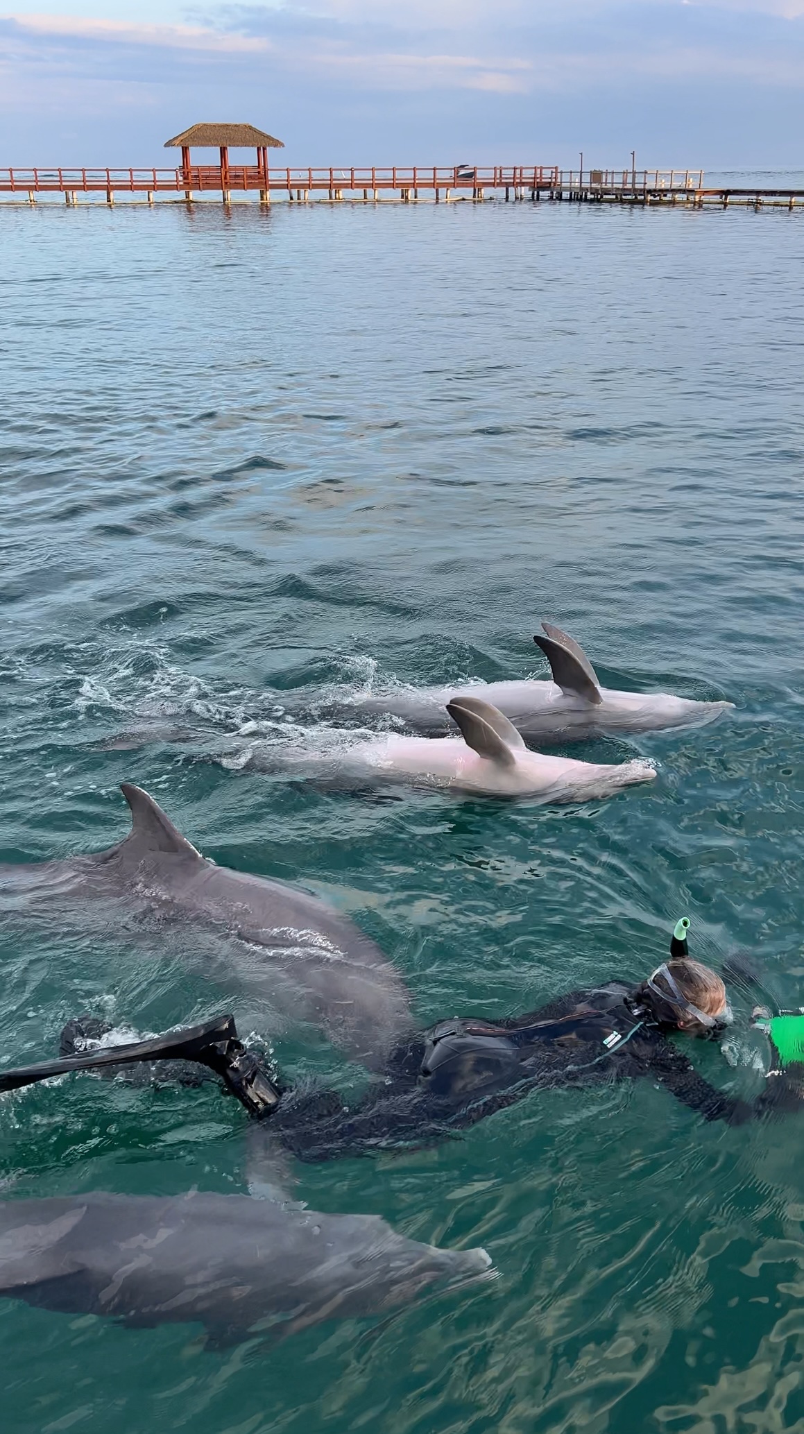 Last Data Collection – a 2-week Summary – Dolphin Communication Project