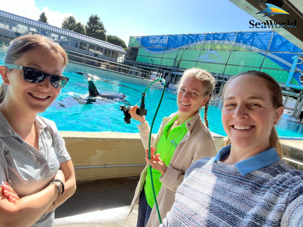 DCP’s Research of the Largest Dolphin – Killer Whales – Dolphin ...