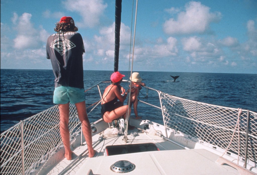 Deep Dive AND Dolphin Lesson – Dolphin Communication Project