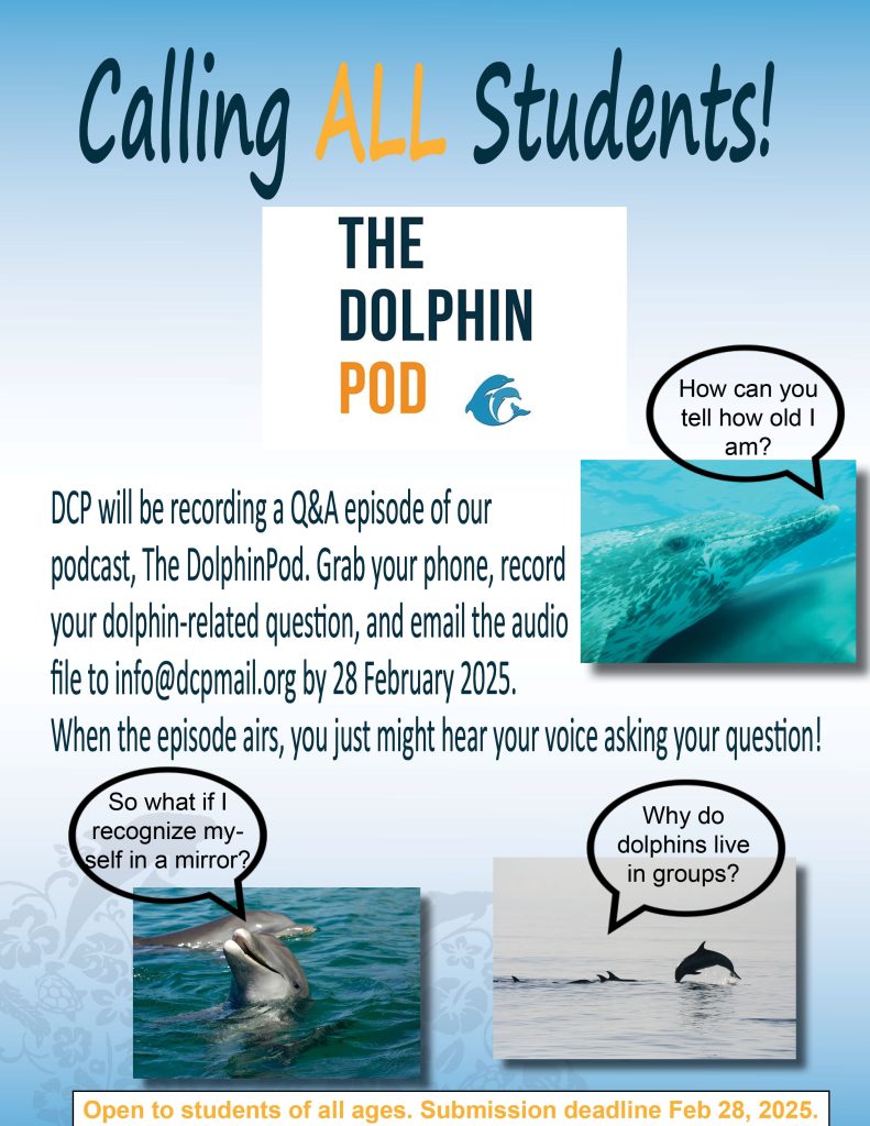 Students: Submit your dolphin questions by 28 Feb! – Dolphin ...