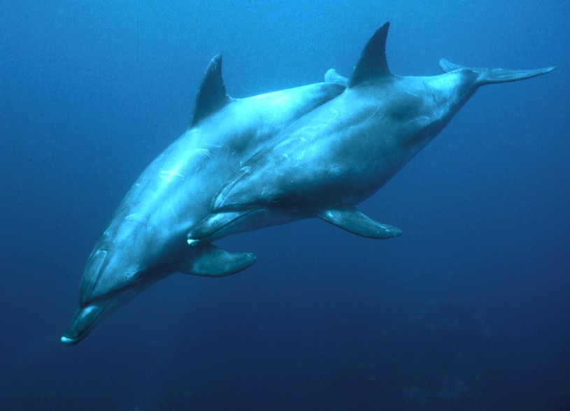 Study Species – Dolphin Communication Project