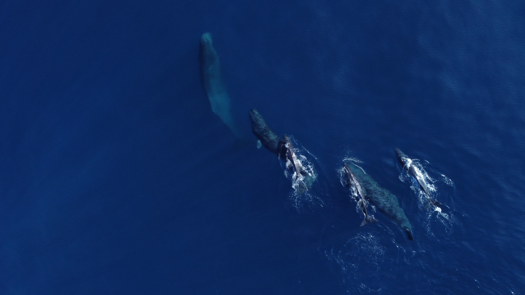 Sperm Whale Webinar!! – Dolphin Communication Project