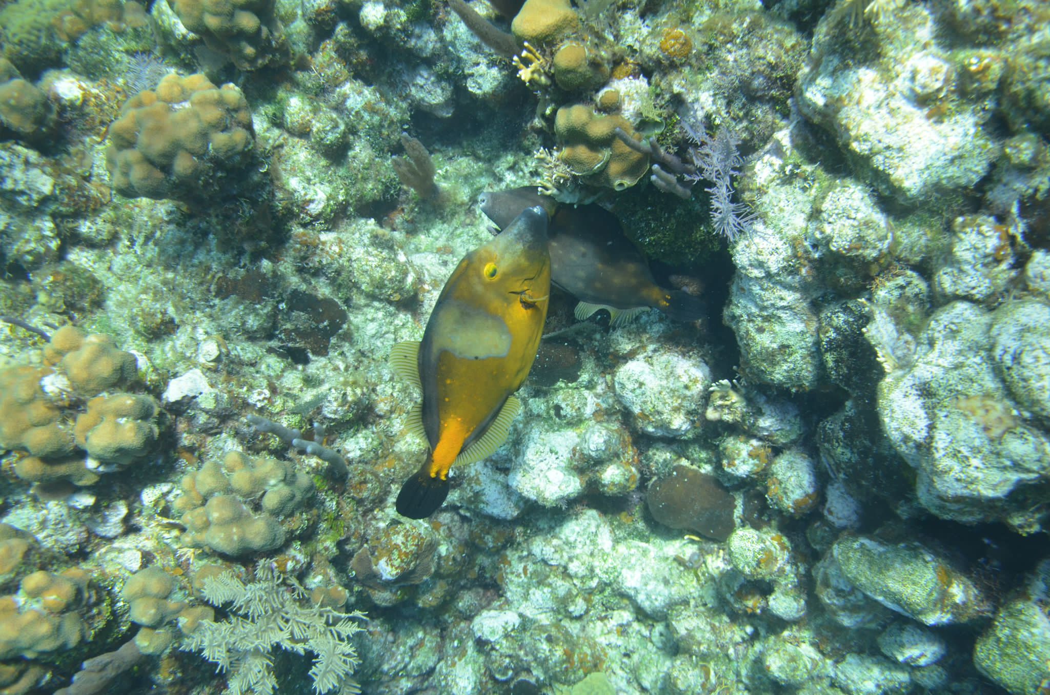 It was Friday! – Dolphin Communication Project